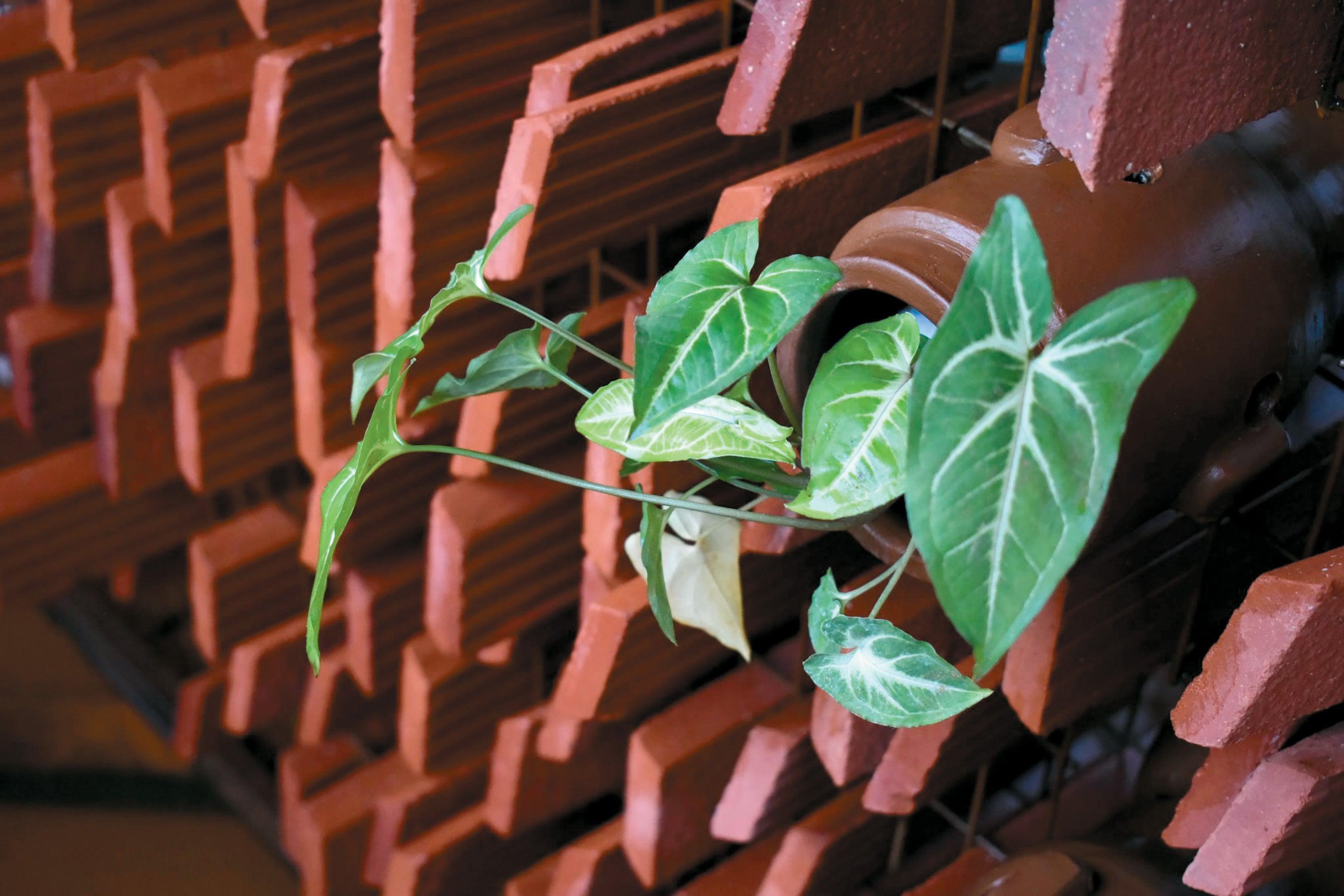 陶土是应对极端高温的三千年古老解决方案 - 咕咕读