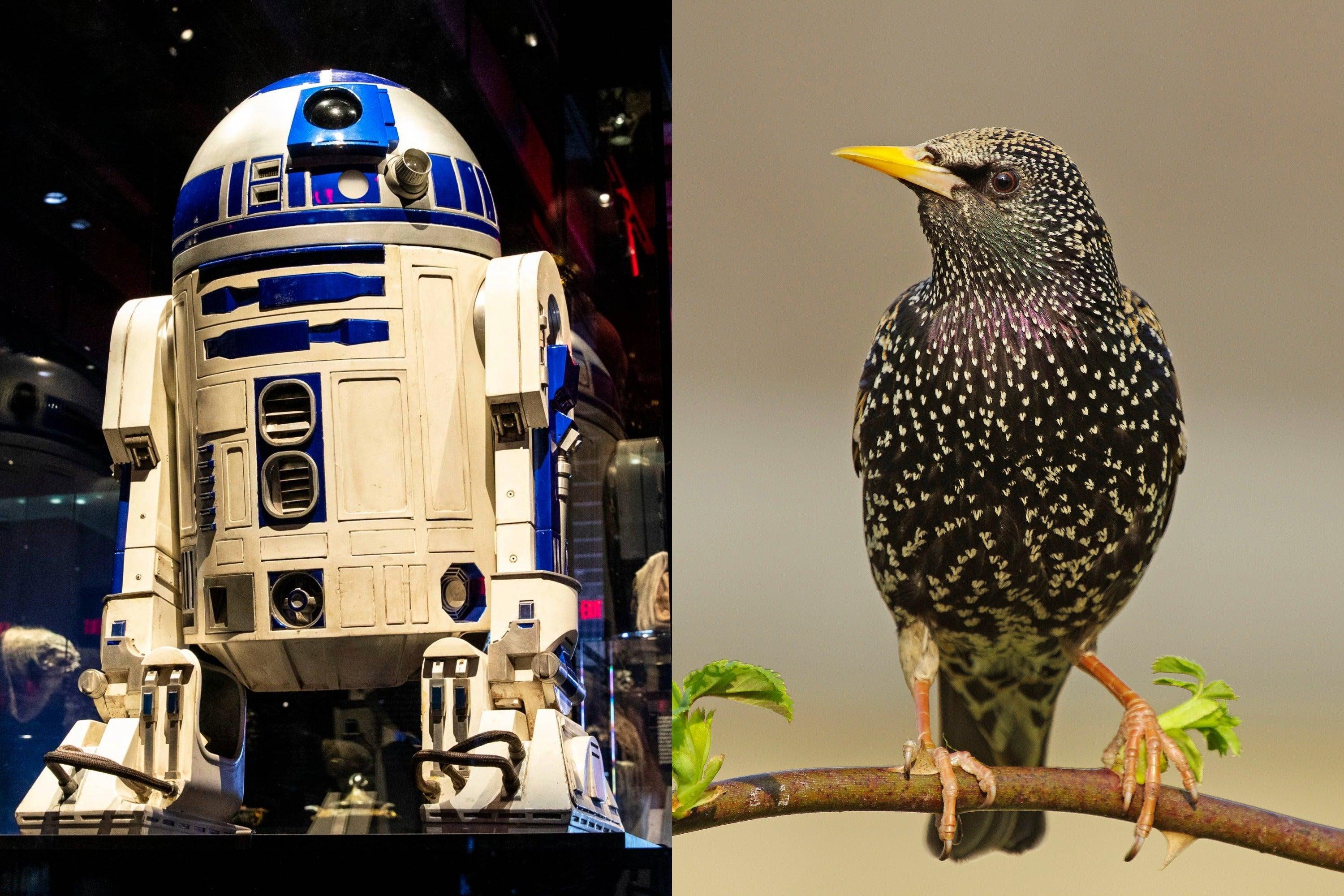 这些鸟学会了像R2-D2一样鸣叫。听听这个不可思议的结果 - 咕咕读