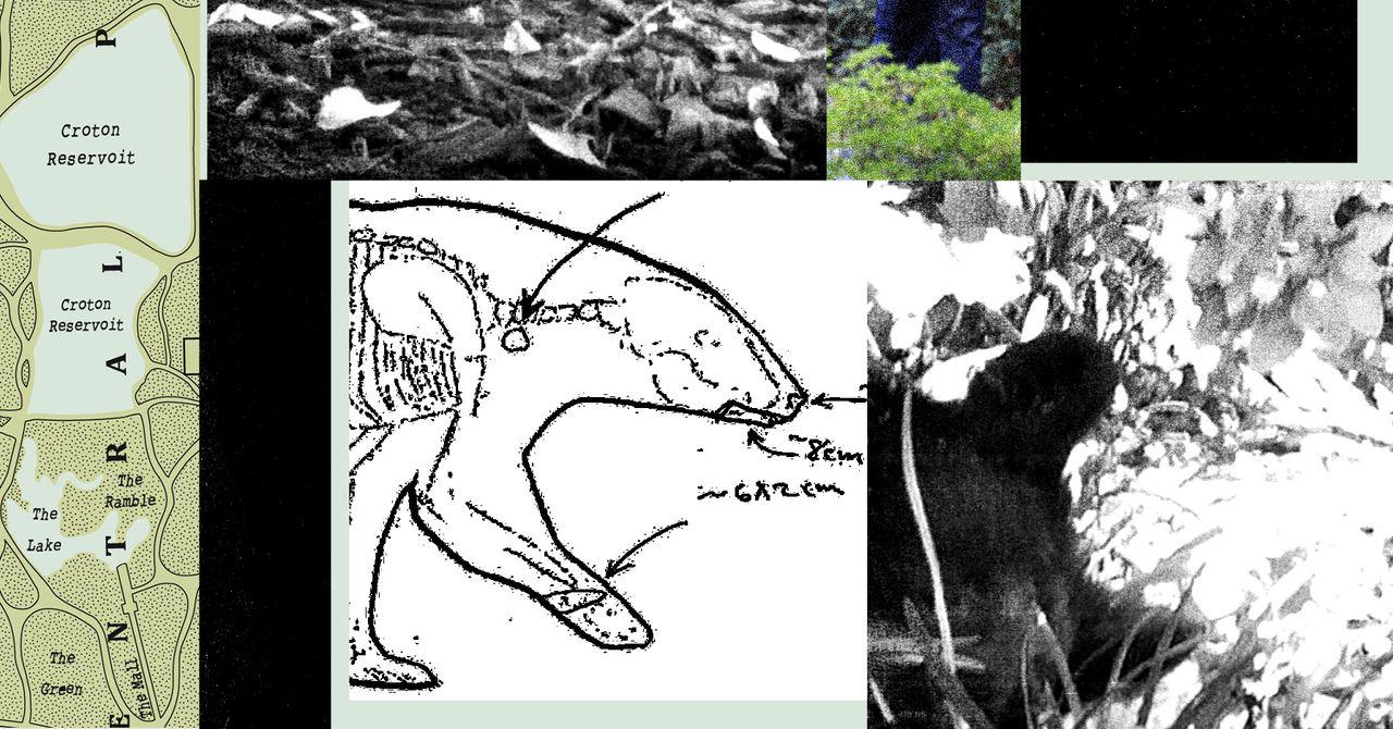 新纪录揭示RFK Jr.在中央公园倾倒死熊时留下的混乱 - 咕咕读